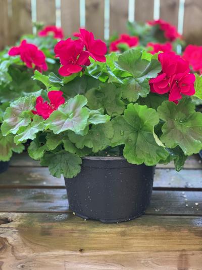 Graf's Garden Shop - 8" Geranium Calliope Large Magenta