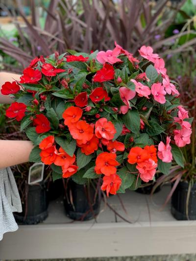 Graf's Garden Shop - 10" Sunpatiens Summer Salsa Mix